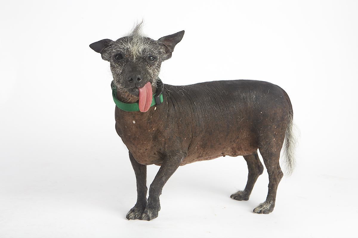 25th Annual World's Ugliest Dog Contest at Sonoma-Marin Fair - KIRA ...