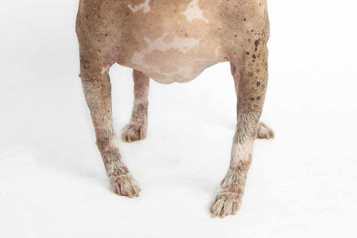 25th Annual World's Ugliest Dog Contest at Sonoma-Marin Fair - KIRA ...